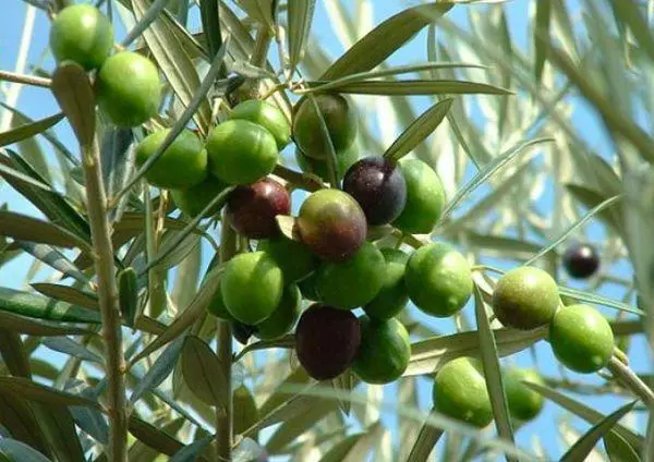 Zelené olivy.