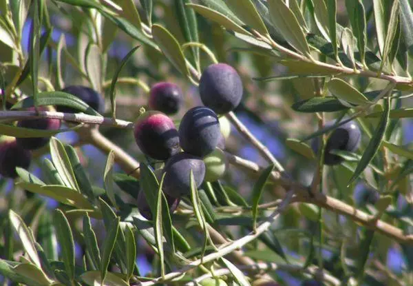 Manaki olivový