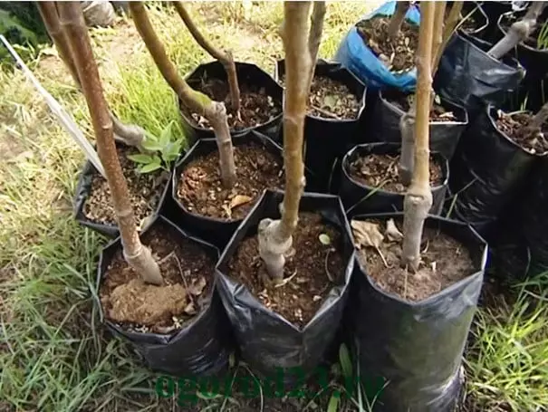 स्याउको रूखहरूको saplings