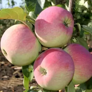 Descripció i característiques de la varietat d'arbres de poma Frescor, subtileses d'aterratge i cura