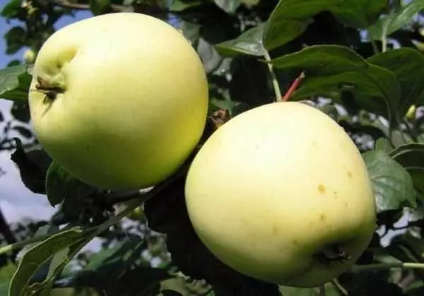 แอปเปิ้ลต้นไม้ Arkadik