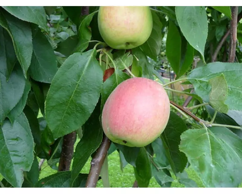 Apple Tree Arkadik.