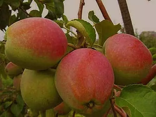 Apple Tree Arkadik