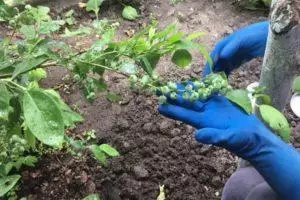 Najbolji mineralni i organski gnojivi za borovnice, kako i šta dobiti