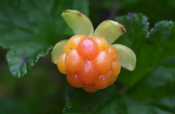 Ryp Cloudberry