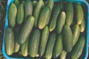 Description of the variety of cucumbers Primateonna F1, peculiarities of cultivation and care