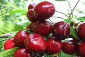 Apraksts un īpašības Cherry Melitopol kārtība, audzēšanas smalkumi