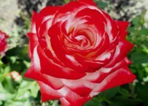 Descripció dels millors graus de roses híbrides te-te, aterratge i cura en sòls oberts