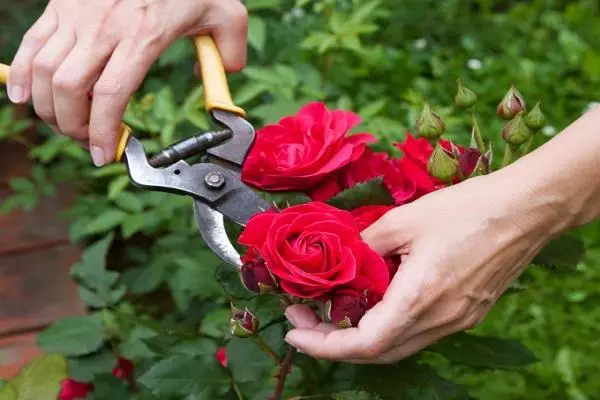 Роза trimming
