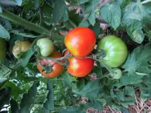 各種番茄清香巖的特徵和描述，其產量