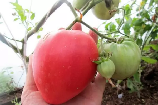 Bushes Tomat Korviwa