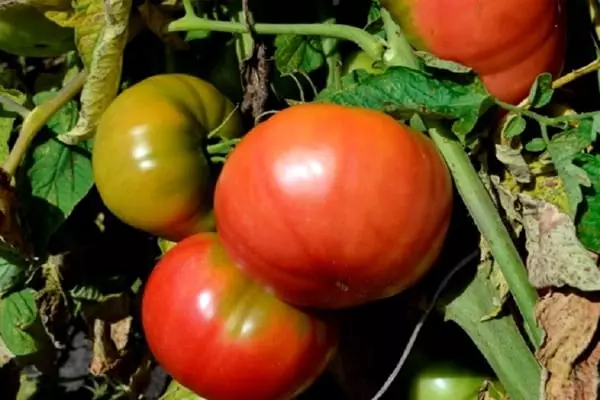 Tomato arbustoj ruĝa bubalo