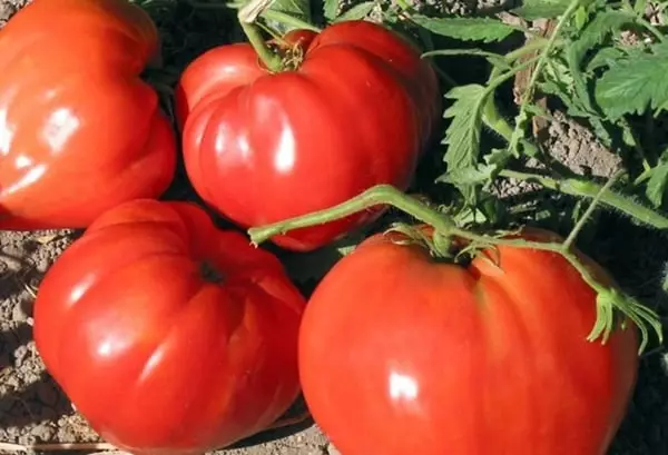 Tomato ruĝa bubalo en la ĝardeno