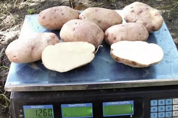 Cartofi de mese