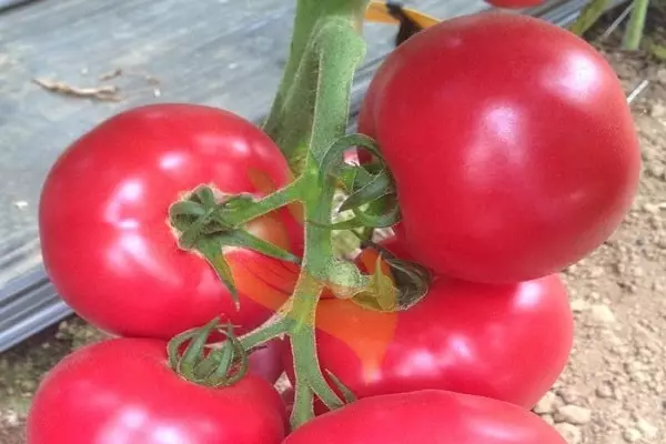 Tomato zetus.
