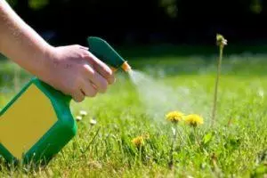 Hvordan kan vi bli kvitt ugress på plenen av herbicider av valg og solid handling
