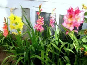 Yaz aylarında Gladioles beslemek için gübre türleri, seçim ve sıklık