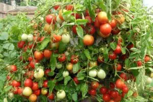 Descrierea Tomate Alenka și caracteristicile sale