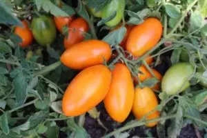 Karakteriza kaj priskribo de la tomata ora roja vario, ĝia rendimento