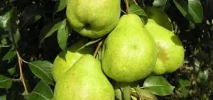 Bayani da halaye na Pear Prusust Dew, kwanakin ripening, saukowa da kulawa