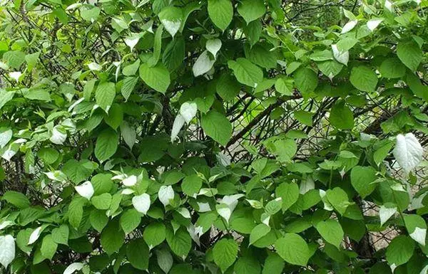 Aktinidia leaves