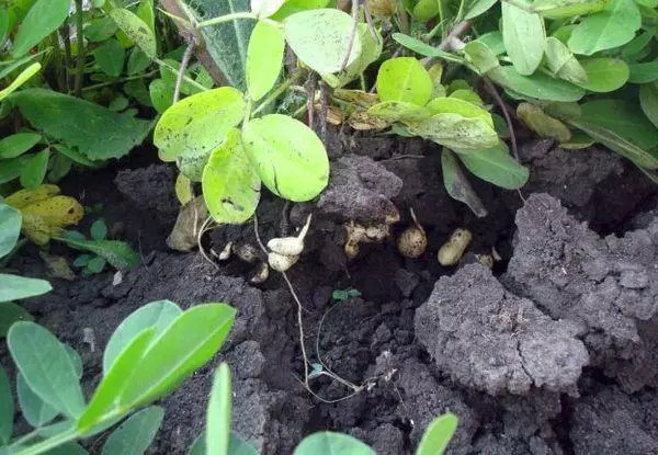 Sprouts Peanuts