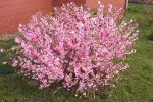 Description du grade de la mousse rose d'amande, des règles d'atterrissage et de soins dans le sol ouvert