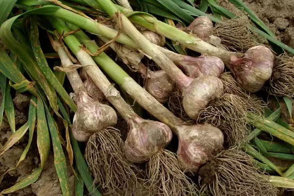 Aglio nella strada medio