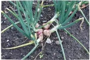 Etu esi aku ma na-elekọta garlic ezinụlọ, na-anakọta ma chekwaa ihe ọkụkụ