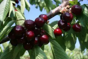 Deskripsi dan Karakteristik Ceri Cherry Cherry, Landing and Care