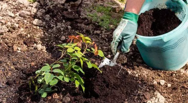 ગુલાબ mulching