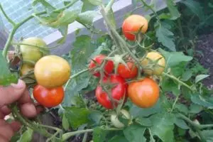 Pomidorų prekės aprašymai Peterhof, jo augimas ir priežiūra