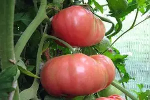 Tomato perlindungan perlindungan Tomato Shelf, ciri-cirinya dan berkembang