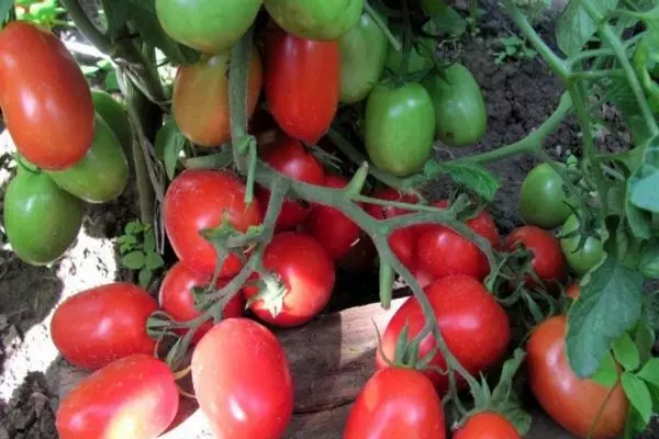 Pomidory na ziemi