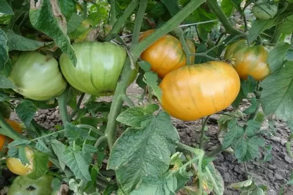 Vintage Tomato.