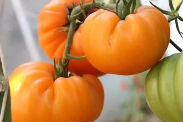 Tomatensommer-Apfelwein.