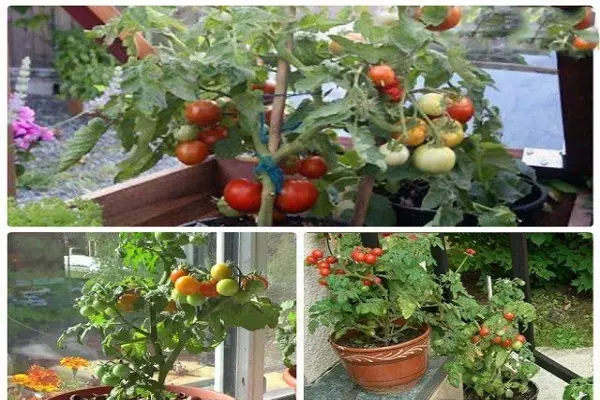 Tomaten Filippok