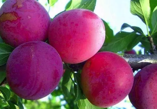 Frutta Aychi.