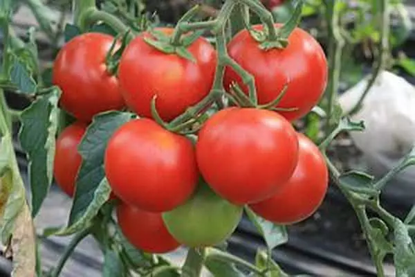 Tomato cutrie: Nkọwa na njiri mara ihe dị iche iche, echiche nke dacnis na foto