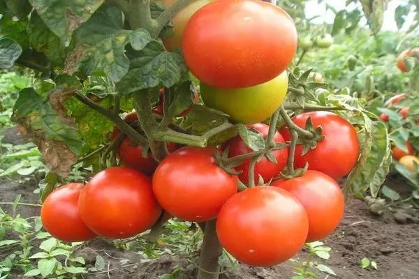 Tomato Milashka.