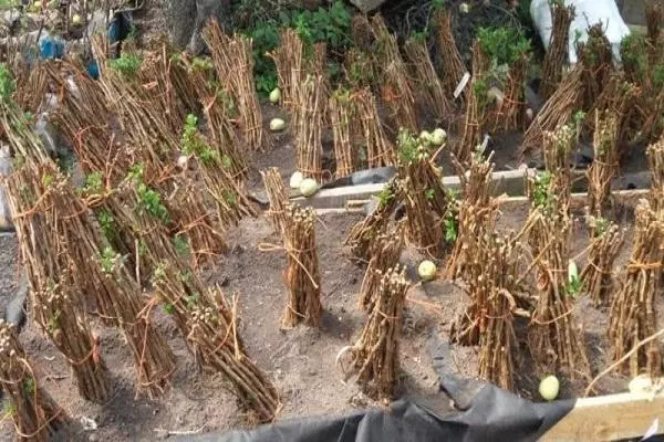 Preparation of saplings