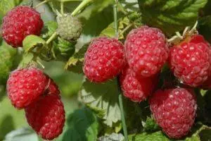 คำอธิบายของ Raspberry Variety Divo ที่ถอดออกได้ Bryansk Divo เติบโตและดูแล