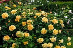 Kuvaus runsaasti ruusujen lajikkeista Siperian, hoito- ja lisääntymismenetelmien kasvaessa