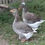 Kandungan Geese: Penjagaan dan penanaman di rumah untuk pemula 1306_4