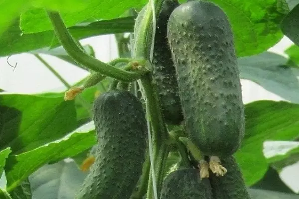 Cucumber Bettina