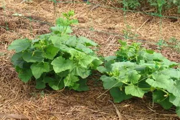 Arbustos pepino