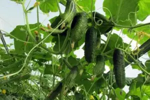 Kini idi ti awọn leaves ti awọn cucumbers tna ofeefee di eefin ati kini lati ṣe