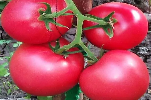 Descrición do grao de tomate Griffon F1, as súas características e cultivo