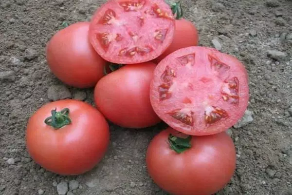 Tomat Griffon
