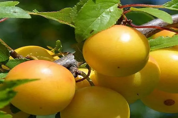 Letní ovoce